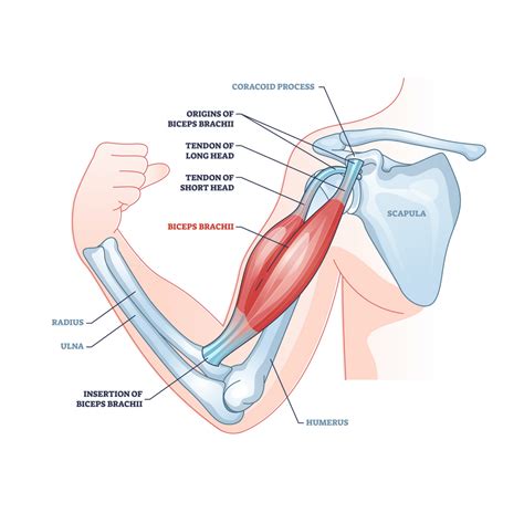 Trigger Point Release Biceps Pec Minor Muscle Strain Biceps Brachii