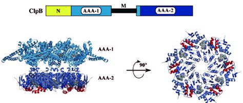 Domain Structure And Hexameric Model Of Clpb Clpb Has Two Atpases Aaa