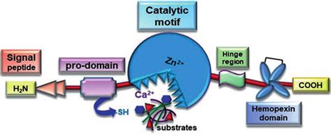 2 Basic Molecular Structure Of Active Mmps Domain Structure Is