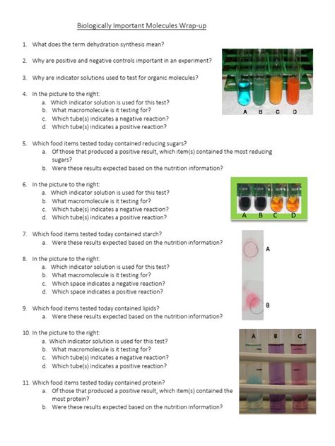 Biologically Important Molecules Wrap Up Pdf