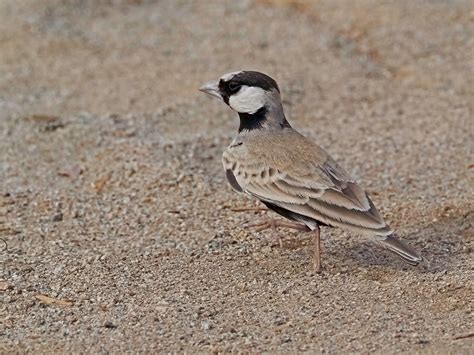 Black Crowned Sparrow Lark Birdforum