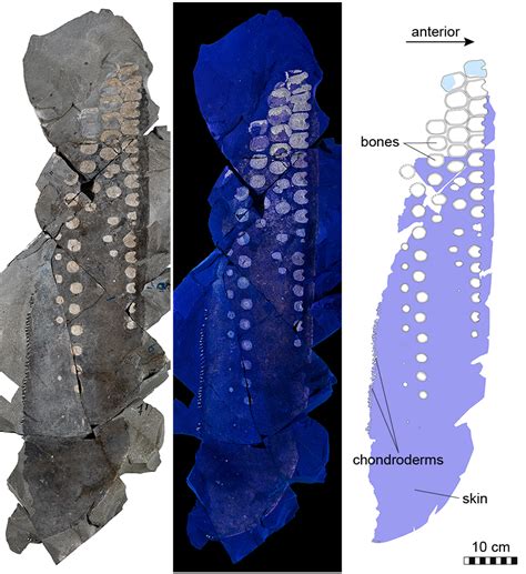 Scientists Discover New World In Our Solar System ‘ammonite