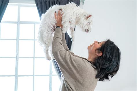 긍정적인 여성 거실의 파란색 소파에 캐주얼한 옷을 입은 검은 머리 귀여운 웨스트 하이랜드 화이트 테리어와 놀고 있습니다 30 34세에 대한 스톡 사진 및 기타 이미지