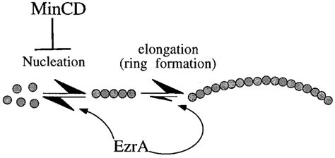 Model For Ftsz Ring Formation Polymerization Is Initiated By