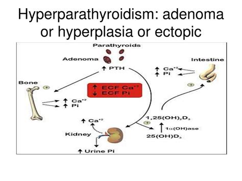 Ppt Hormonal Regulation Of Calcium And Phosphorus Homeostasis Powerpoint Presentation Id