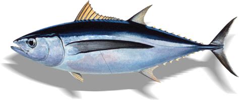 Albacore Tuna Tonnino