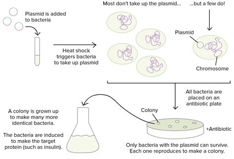 Prokaryotic Reproduction