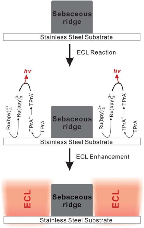 Reverse Enhancement Of Latent Fingerprint By Ecl Download Scientific Diagram