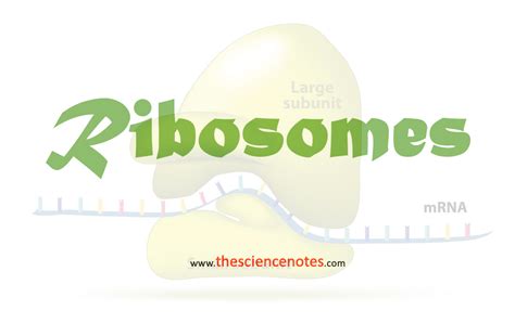Ribosomes Introduction Structure Function And Ribosomopathies