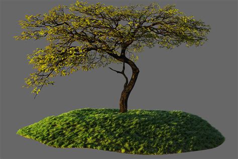 D tree