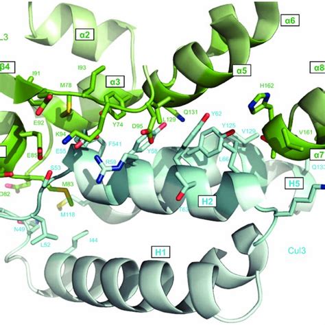 Cul3 Binding Surfaces Of Btb Back Proteins The Solvent Accessible