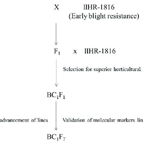 Scheme For Multiple Disease Resistant Breeding In Tomato Adapted From Download Scientific