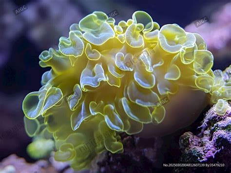 Ai创作图海洋生物 珊瑚 水下摄影 海洋生物学 珊瑚礁 海洋生态 水下世界 生物多样性 海洋探险 昵图网