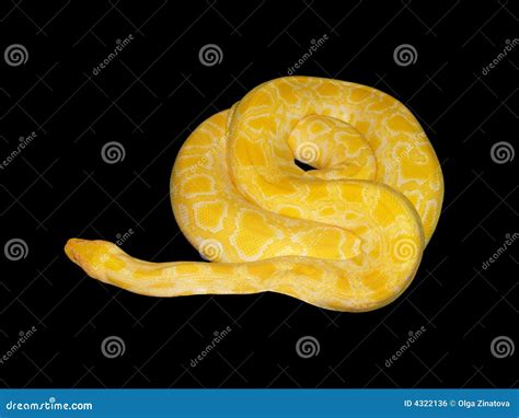 Yellow Python Stock Photo Image Of Reptile Horror Macro