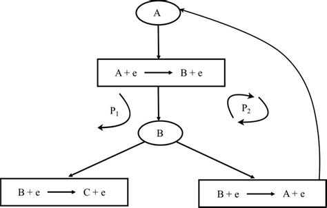 Schematic Of Two Simple Pathways When Branching Species Is B The Download Scientific Diagram