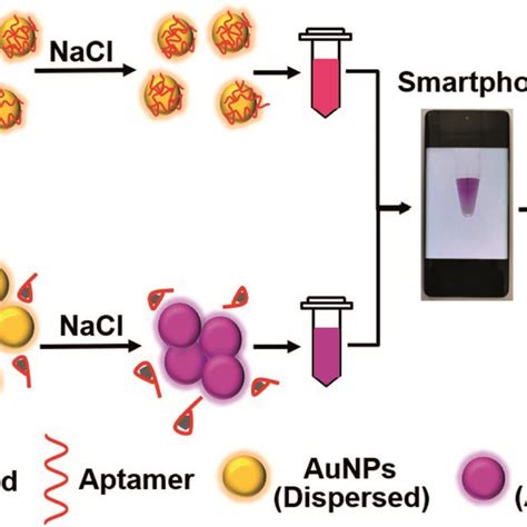 schematic illustration of instrument free visual method for acetamiprid