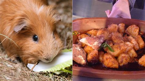 Cuy El Súper Alimento Peruano Con Nutrientes Que Combaten El Cáncer Y