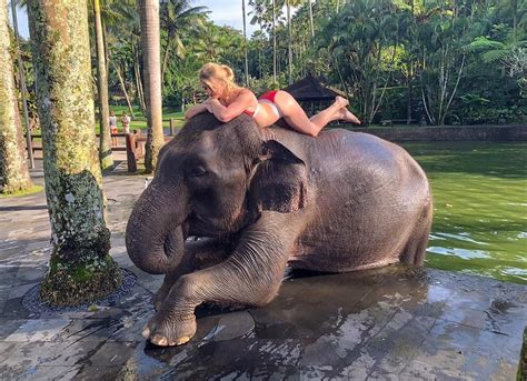 Elephant Bath Tour Bali Elephant Sanctuary And Breakfast Tour Bali