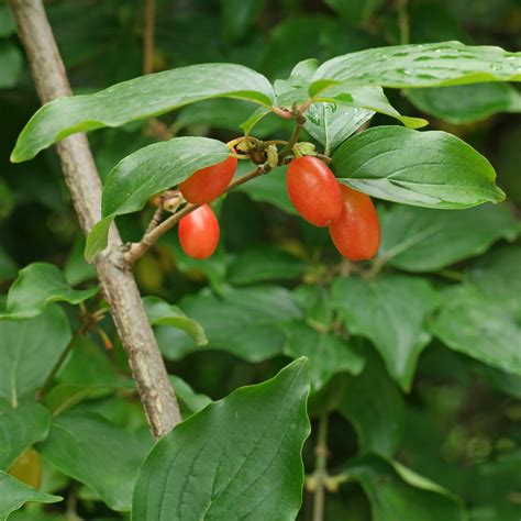 Cornus Mas Cornelian Cherry