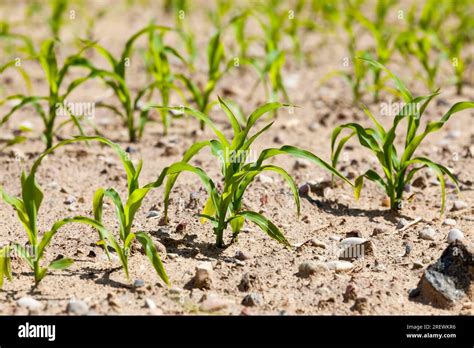Agricultural Activities Related To The Cultivation Of Sweet Corn Farming And Tillage To Produce