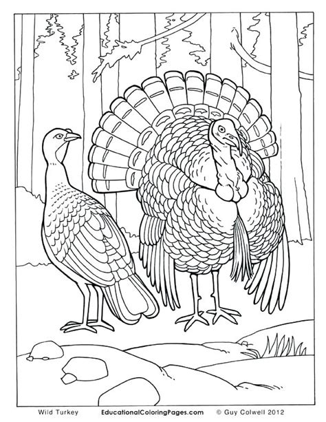 Realistic Wildlife Coloring Pages At Free Printable