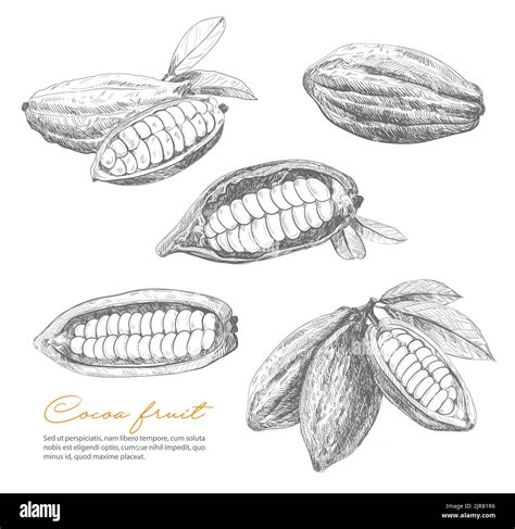 Cocoa Pods Harvest Stock Vector Images Alamy Cocoa Pods Harvest Stock Vector Images Alamy