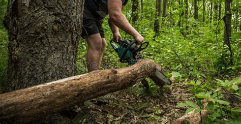 A Man With A Chainsaw Cuts The Tree Stock Photo Image Of Action Firewood