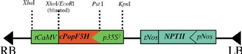 Schematic Outline Of Pbin C Popf5h Construct Only The T Dna Region Is