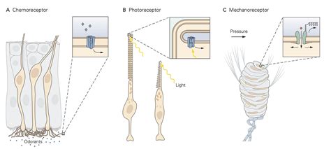 Sensory Receptors Physiology