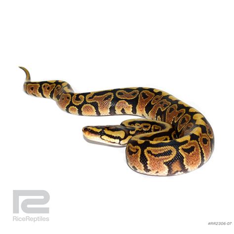 Redstripe Spotnose Het Clown Ball Python By Rice Reptiles Morphmarket