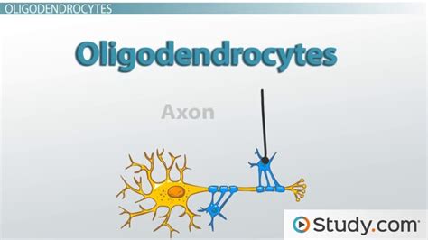 Oligodendrocytes Vs Schwann Cells