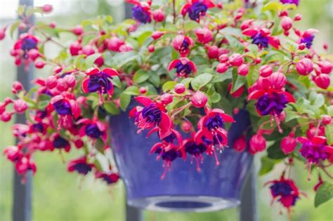 Potted Fuchsia Plants For Sale Back Gardener