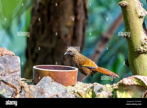 Asian Songbird With A Distinctive Scaly Plumage And A Loud Laughing Call Found In Forests And