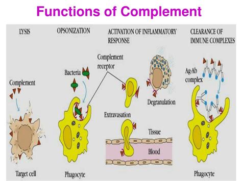 Ppt Dr M Izad Oct 2009 Powerpoint Presentation Free Download Id