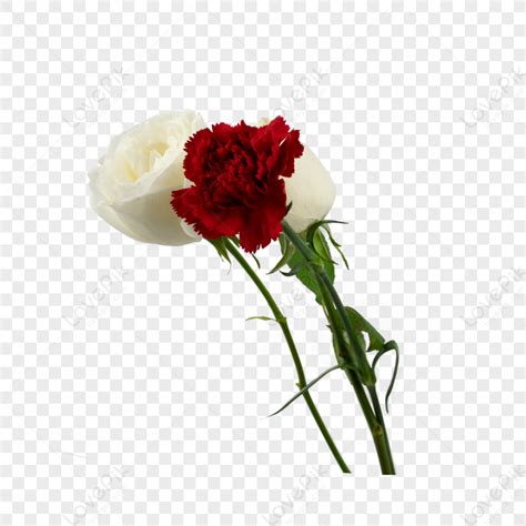 아름 다운 붉은 카네이션 흰색 장미 꽃 Photography 그림꽃 무늬상승 순서 Png 일러스트 무료 다운로드 Lovepik