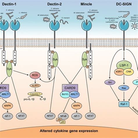 Pathogen Recognition By Myeloid C Type Lectins Myeloid Ctls Recognize
