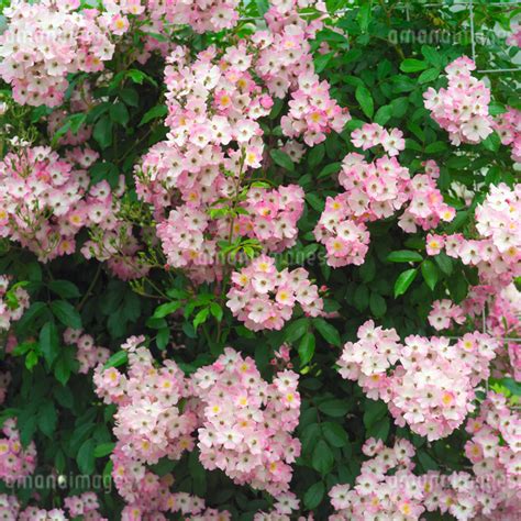 バラ バラ科の写真素材 Fyi03295979 ストックフォトの Qlean Market（キュリンマーケット）