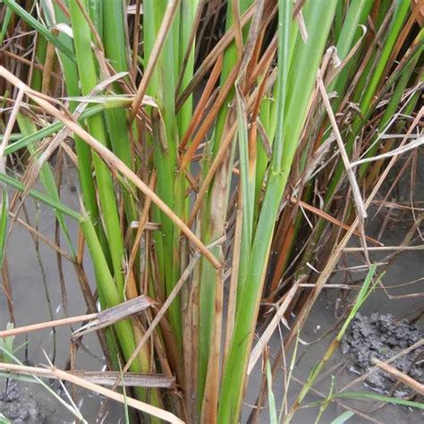 Powder Indofil Merger Fungicide Packaging Type Packet At ₹ 1423kg In