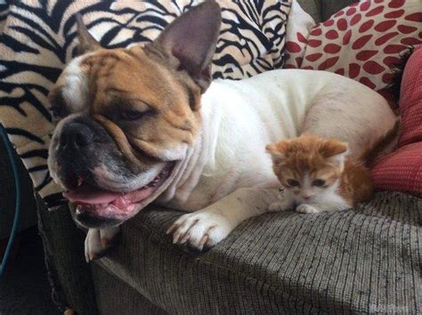 The Red Headed Bully Kitten Harassed The Police Patrol All Day