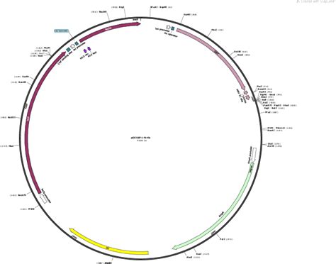 Addgene PGEX6P1 N His