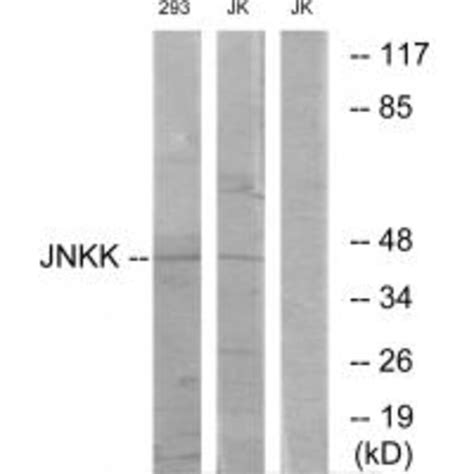 Anti Jnkk Antibody A43650