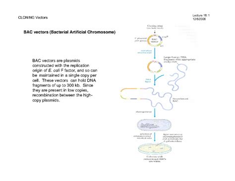 Different Types Of Cloning Vectors Bac And Yac Cloning Vectors