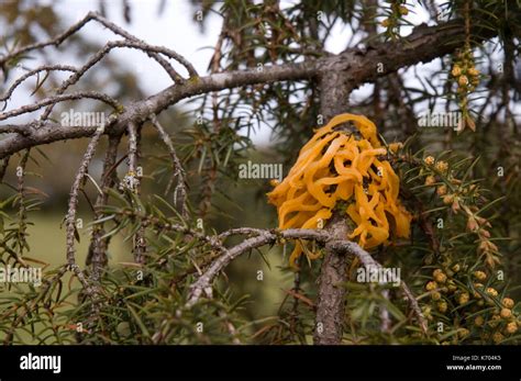 Cedar Apple Rust Hi Res Stock Photography And Images Alamy