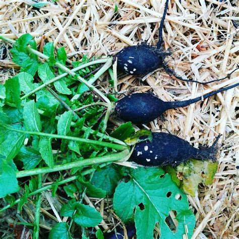 Tiny Black Radishes And Their Irresistible Appeal