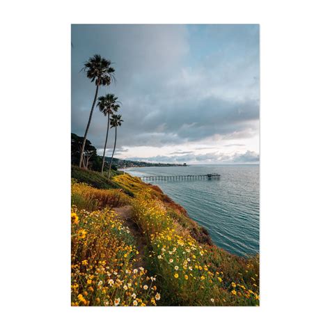 Over Scripps 04 La Jolla California Photography Coastal Ocean Palm