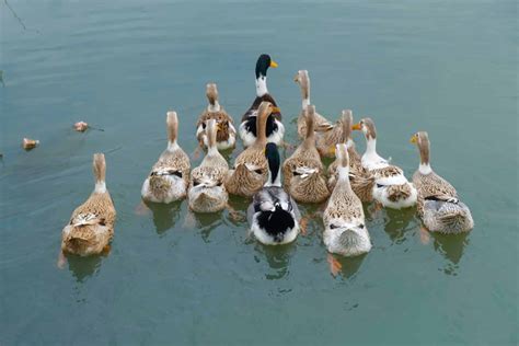 15 Different Types Of Duck Breeds