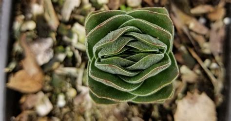 Crassula And Sedum A Comprehensive Comparison Of These 2 Genera