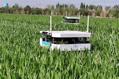 Homegrown Robot Helps Increase Corn Yields Cn