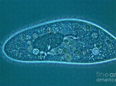 Paramecium Under Microscope 1000x