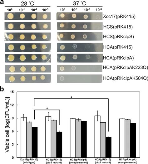 Effects Of Clps And Clpa Mutation On Cell Growth Under Heat Shock